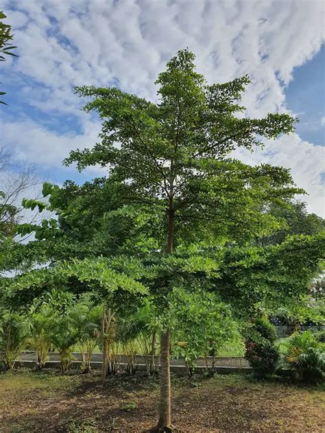 How To Grow Terminalia Mantaly Madagascar Almond Care