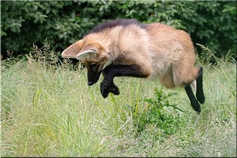 Maned Wolf Distributed Maned Wolf And Food Maned Wolf Part 2