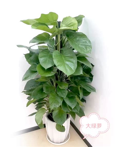 绿萝大盆架子大山谷图库