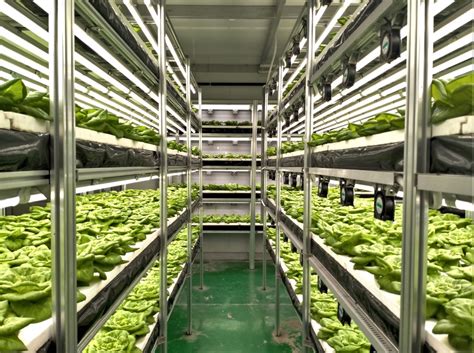 宁夏人工光植物工厂节能及高效栽培技术研究与示范项目通过验收 腾讯新闻