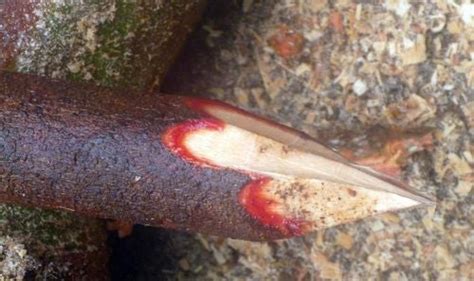 Bleeding Tree In Belize LumberJocks Woodworking Forum