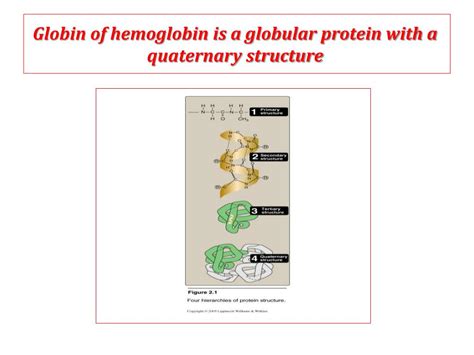 Ppt Hemoglobin Structure And Function Powerpoint Presentation Free