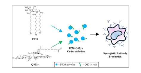Francesco Peri On Linkedin Development Of A New Vaccine Adjuvant