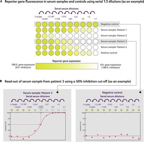 Binding And Neutralizing Anti Aav Antibodies Detection And