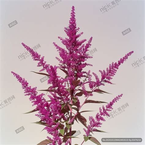 AI创作图紫红色千屈菜花 粉色落新妇 紫色千屈菜 桃红色山桃草花 千屈菜柳兰 光千屈菜 狼尾花粉色小花朵 粉色红蓼 柳叶马鞭花草鲜花 红蓼图片