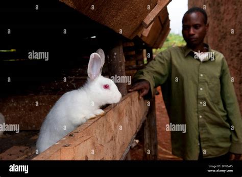 Rabbit Breeding Man With Albino Rabbits In Hutch Kept For Meat
