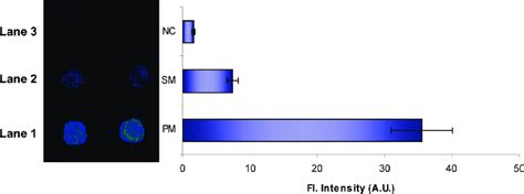 Detection Of Base Mismatch With Quantitative Data Analysis Probe Download Scientific Diagram