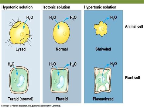 The Cell Membrane The Cell Membrane