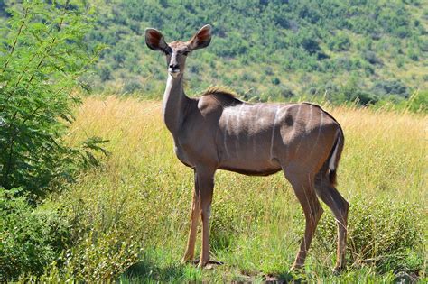 7 000 Free African Kudu And Kudu Images Pixabay