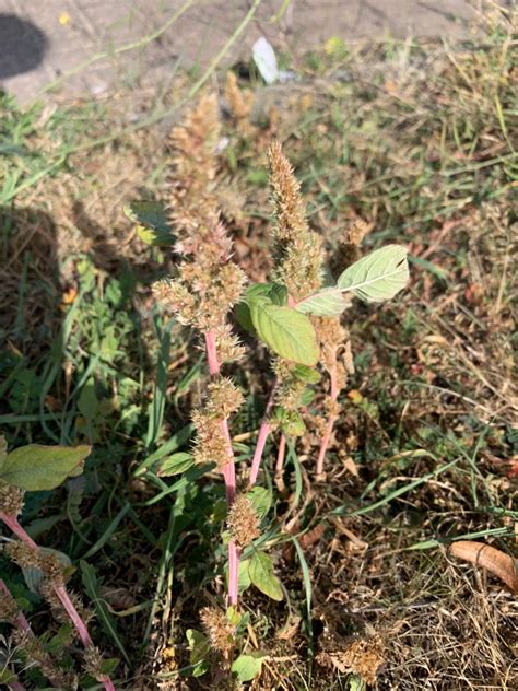 Spleen Amaranth Amaranthus Hybridus