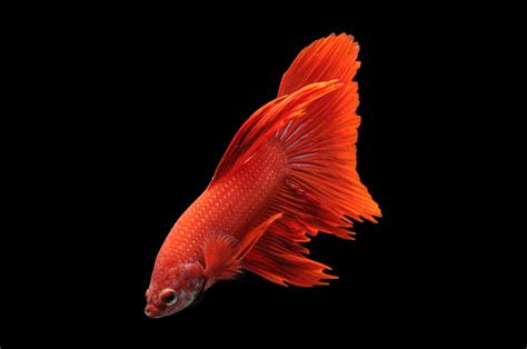 검은 배경에 고립 된 빨간 샴 싸우는 물고기의 움직이는 순간을 포착하십시오 베타 물고기 0명에 대한 스톡 사진 및 기타 이미지 0명 감금 상태 깃털 Istock