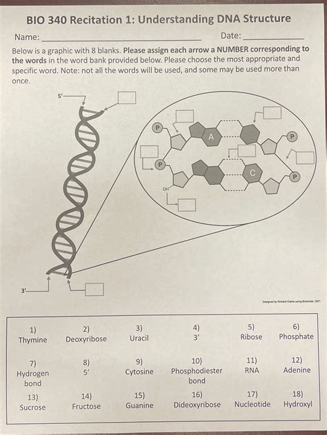 Solved BIO 340 Recitation 1 Understanding DNA Structure Name Date