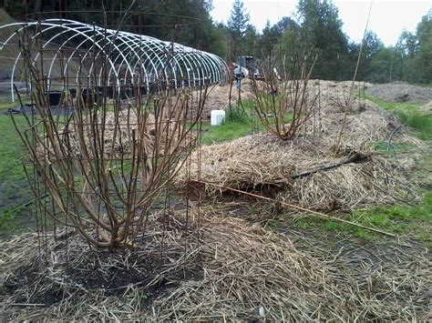 The Hitchhiker Humboldt Seeds