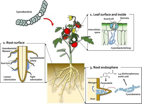 Cyanobacteria Definition Characteristics Structure Functions Examples Biology Notes Online