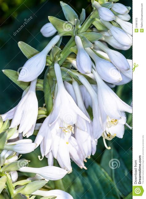 Hosta Flowers And Leaves Macro Wet Hostas Leaf Nature Pattern Funkia