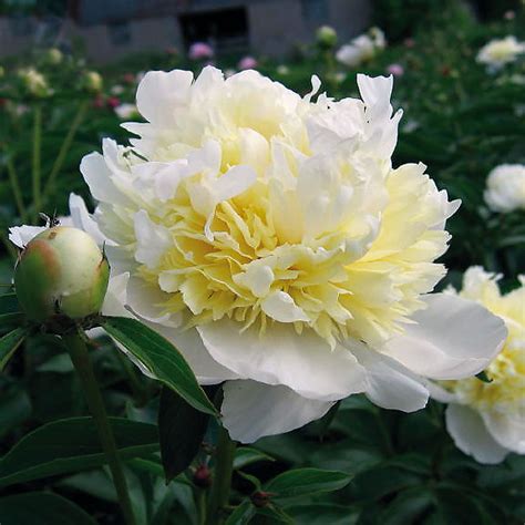 Paeonia 'Laura Dessert' - Albrecht Hoch OHG