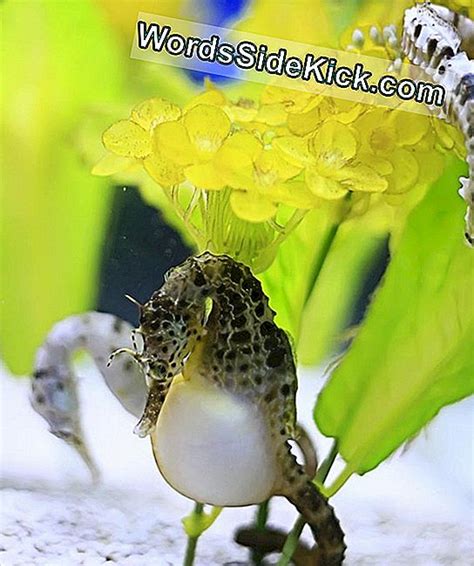 動物のセックス：タツノオトシゴはそれをどのように行うか 2025 動物