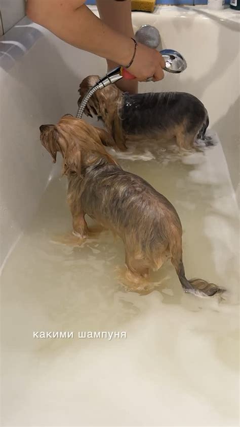 RANETKA - Одежда для собак на заказ - мастер-классы | У девчонок ...