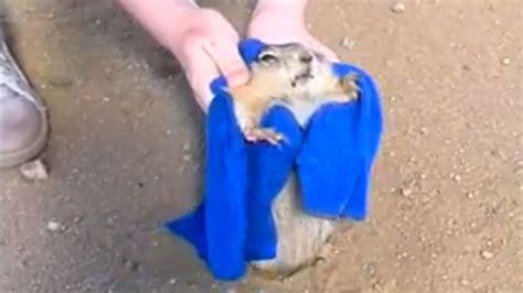 Couple Helps Gopher Escape From Hole Abc7 Los Angeles