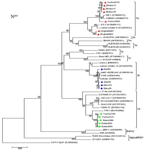 Unrooted Phylogeneitc Tree Based On The Npro Sequences Phylogenetic Download Scientific
