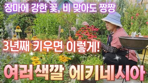 다양한 색깔 에키네시아 정원에 키우기 쉬운 꽃 추천 3년째 키운 에키네시아 장마에 강하고 비 맞아도 짱짱합니다 Youtube