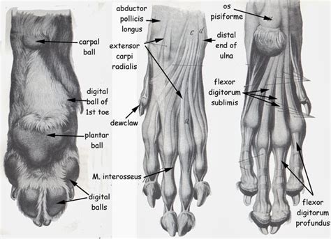 Veterinary Online Wolf All About Wolves 2014 Part 1 Veterinary Online