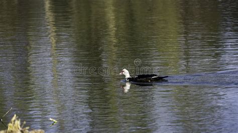 Red Faced Duck Stock Image Image Of Spring Nature 275302285