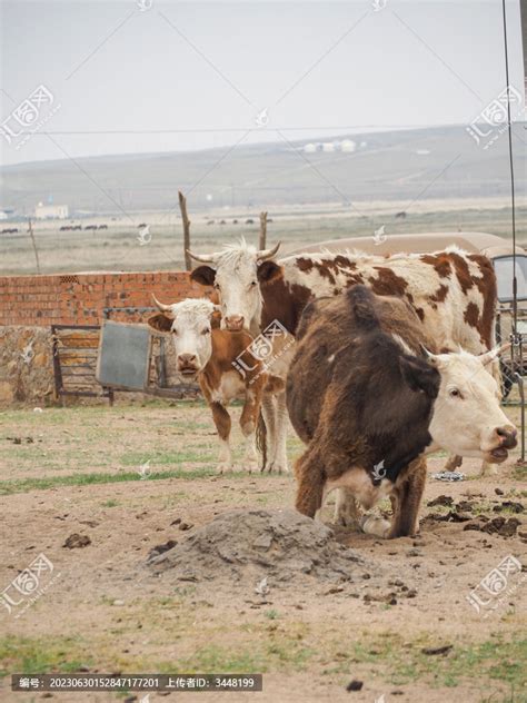 内蒙古黄牛肉牛西门塔尔牛家禽家畜动物摄影摄影素材汇图网