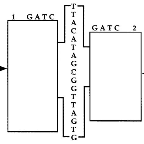 Nucleotide Sequence Of Pyrococcus Furiosus Gdh And Mlra Promoter Download Scientific Diagram