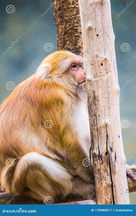 Portrait Of Assamese Macaque Stock Image Image Of Mouth Animal