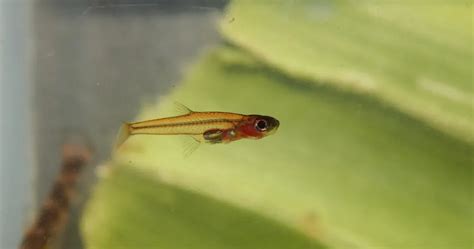 Care Este Cel Mai Mic Pește Din Lume