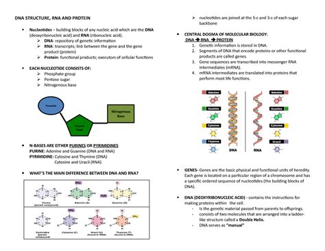 Lecture Notes About Dna Structure Rna And Proteins Dna Structure