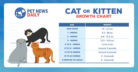 Kitten And Cat Growth Chart Cat Life Daily