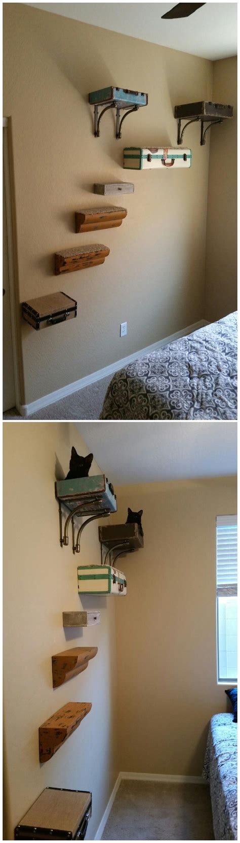 Catification Wall Suitcase Beds Shelves Stairs Cat Tree Cat Furniture Diy Bed Shelves Cat