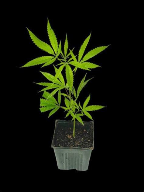 Block Builder Clone Seeds Clones Store