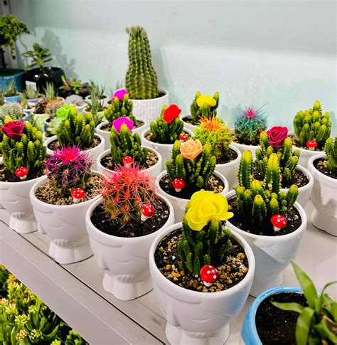 Дууссан байсан хөөрхөн шүүст үүд дахин ирсэн шүү манайхаан ️🥰 Шүүстээс гадна Турк Бээжин