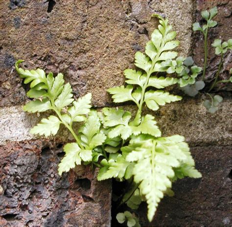 Asplenium Adiantum Nigrum Colomising A Wall In South London