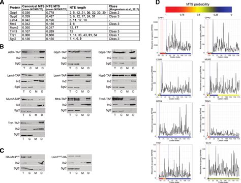 Mitochondrial Localization Of Selected Candidates Tested By A Download Scientific Diagram