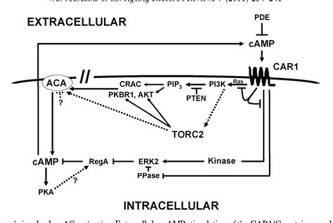 Figure 2 From Oscillatory Signaling And Network Responses During The Development Of