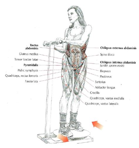 Torso Rotation Machine How To Do Muscles Worked Benefits