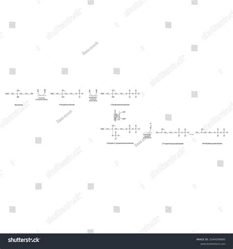 Diagram Showing Conversion Mevalonate Activated Isoprene Stock Vector Royalty Free 2544559085