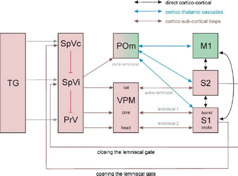 Schematic Demonstrating The Ascending Pathways In The Rodent Download Scientific Diagram