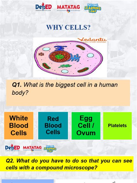 Grade 7 Lesson 5 Pdf
