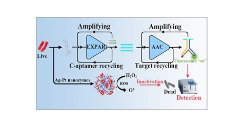 Dual Functional Aptasensor For The Detection And Inactivation Of Salmonella Based On Cascade
