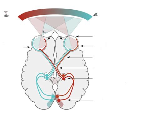 Neural Signals Thru Retina — Printable Worksheet