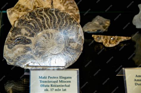 Premium Photo A Display Of Fossils Including A Nautilus Shell
