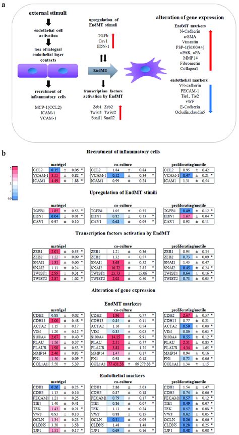Analysis Of Endmt Genes A Scheme Summarizing Key Genes Involved In Download Scientific