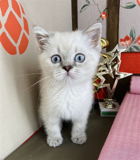 Котенок скоттиш фолд короткошерстный Intensity питомник кошек в Санкт Петербурге