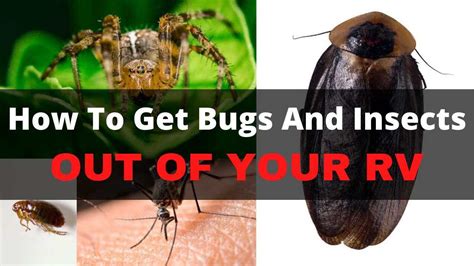 RV Bugs And Insects How To Get Rid Of Them For Good