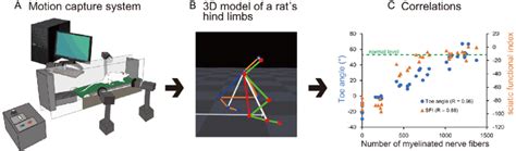 Three Dimensional 3d Motion Capture System A Illustration Of The Download Scientific